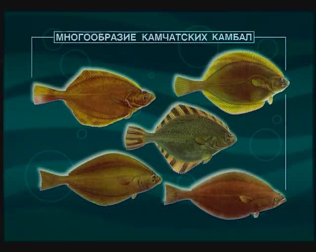 Камбалообразные (без больших семейств). Отряд Pleuronectiformes. Инфракласс Костистые рыбы.