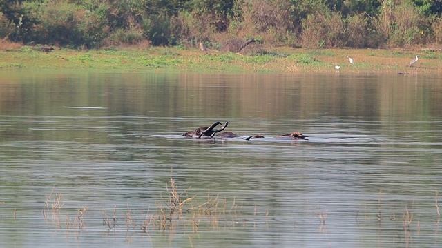 Наблюдения за животными