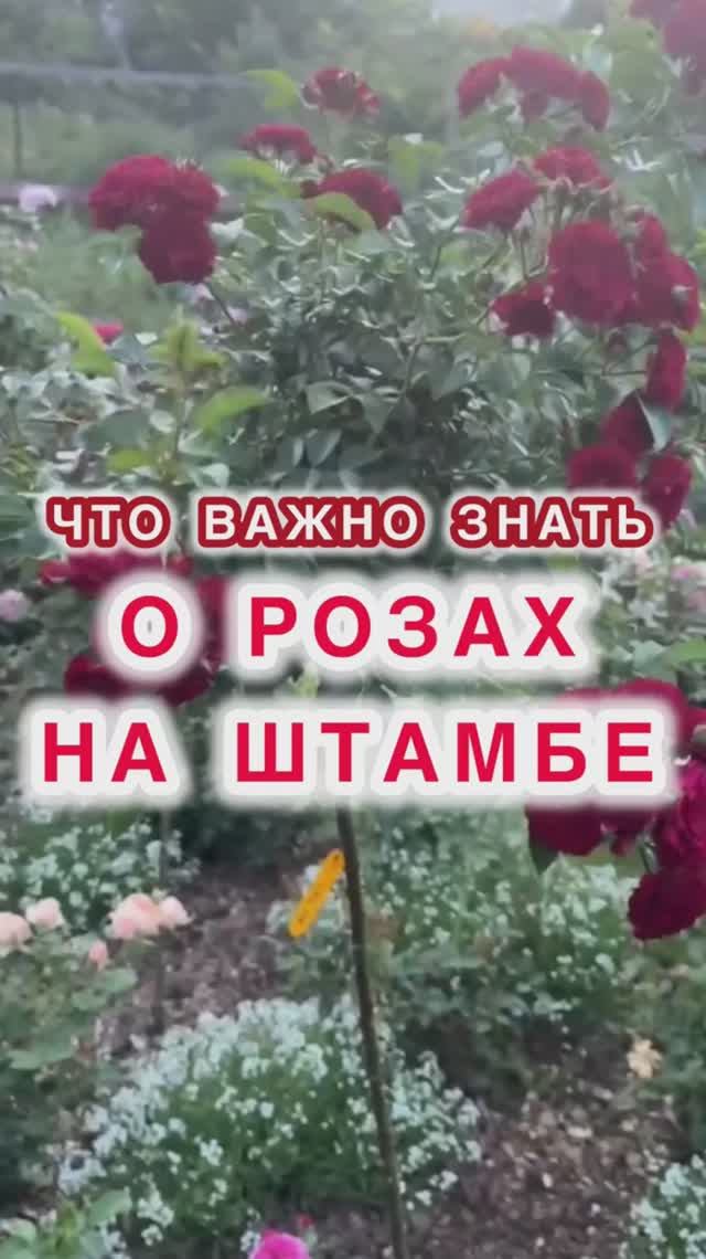 ПроЦветы