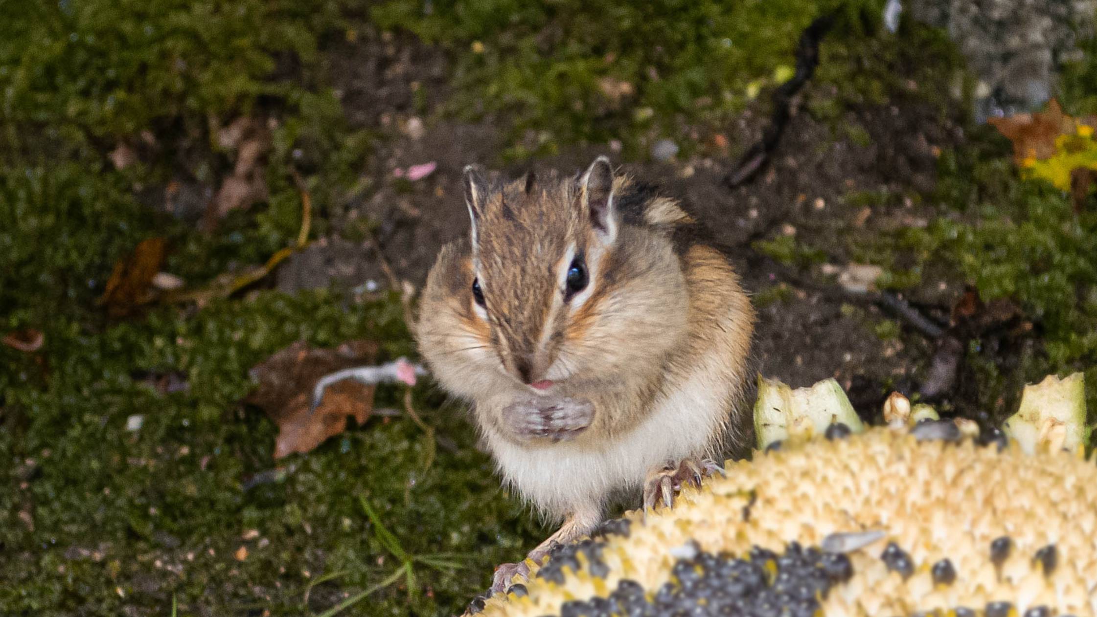 Лесные фотомодели.