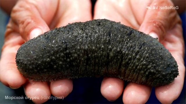 Иглокожие, Эхинодерматы (Echinoderms). Тип Echinodermata. Царство Животные — Animalia.