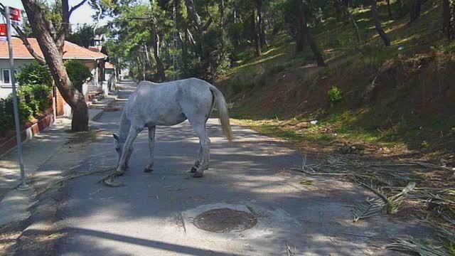 Турция, Стамбул - видео из путешествий.