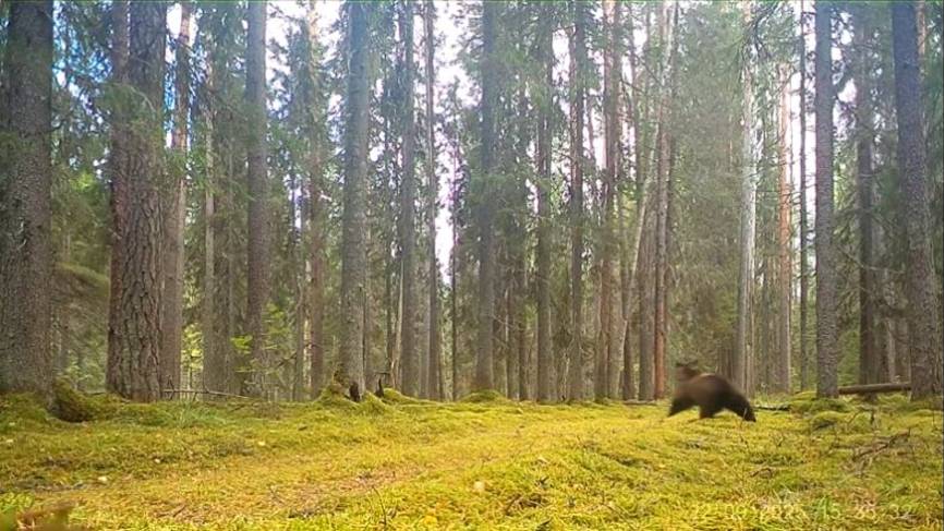 Видео с фотоловушек заповедника ″Кивач″