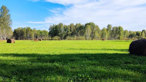Канадский волк - гибрид.
