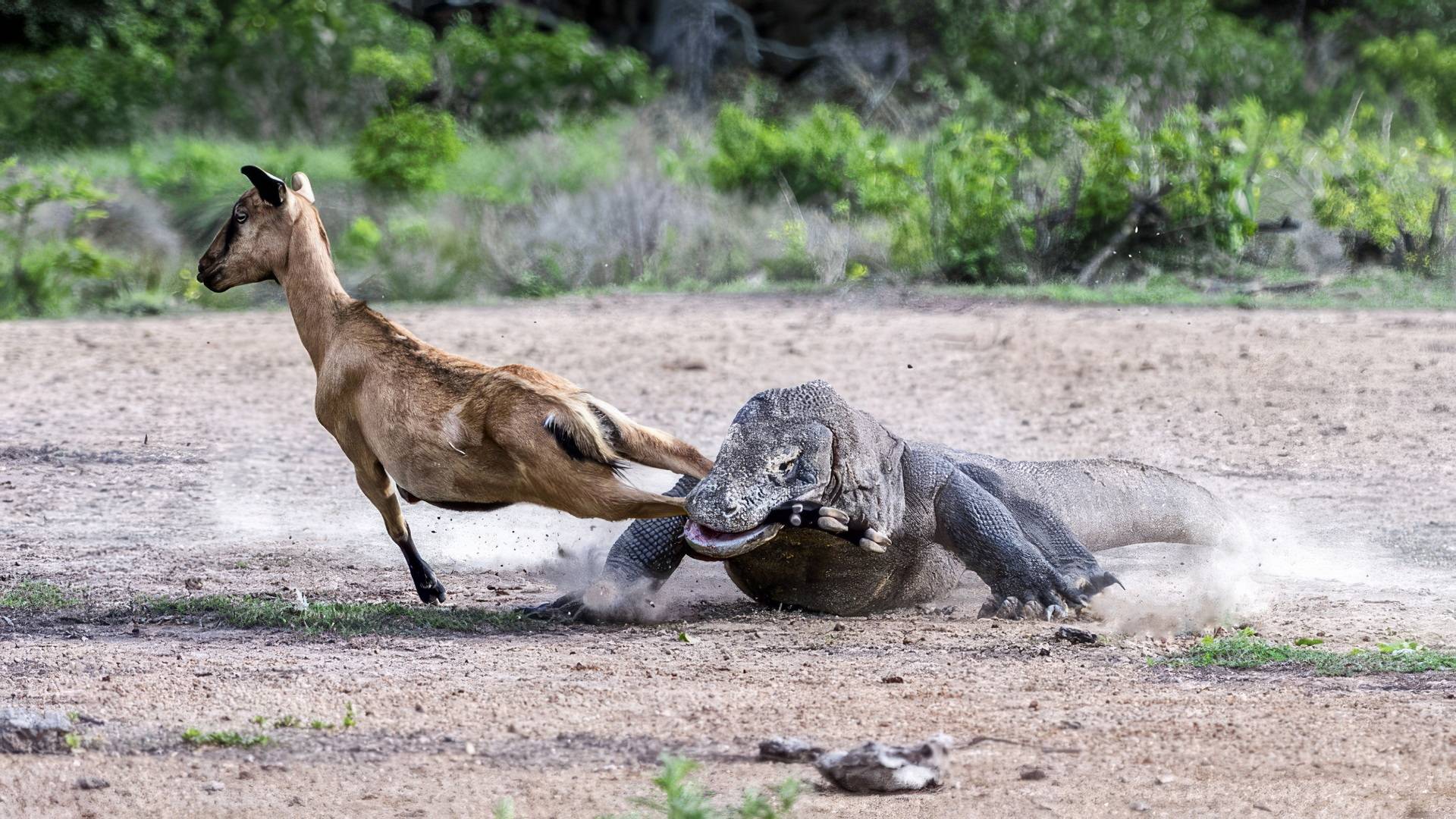 Пресмыкающиеся (рептилии)