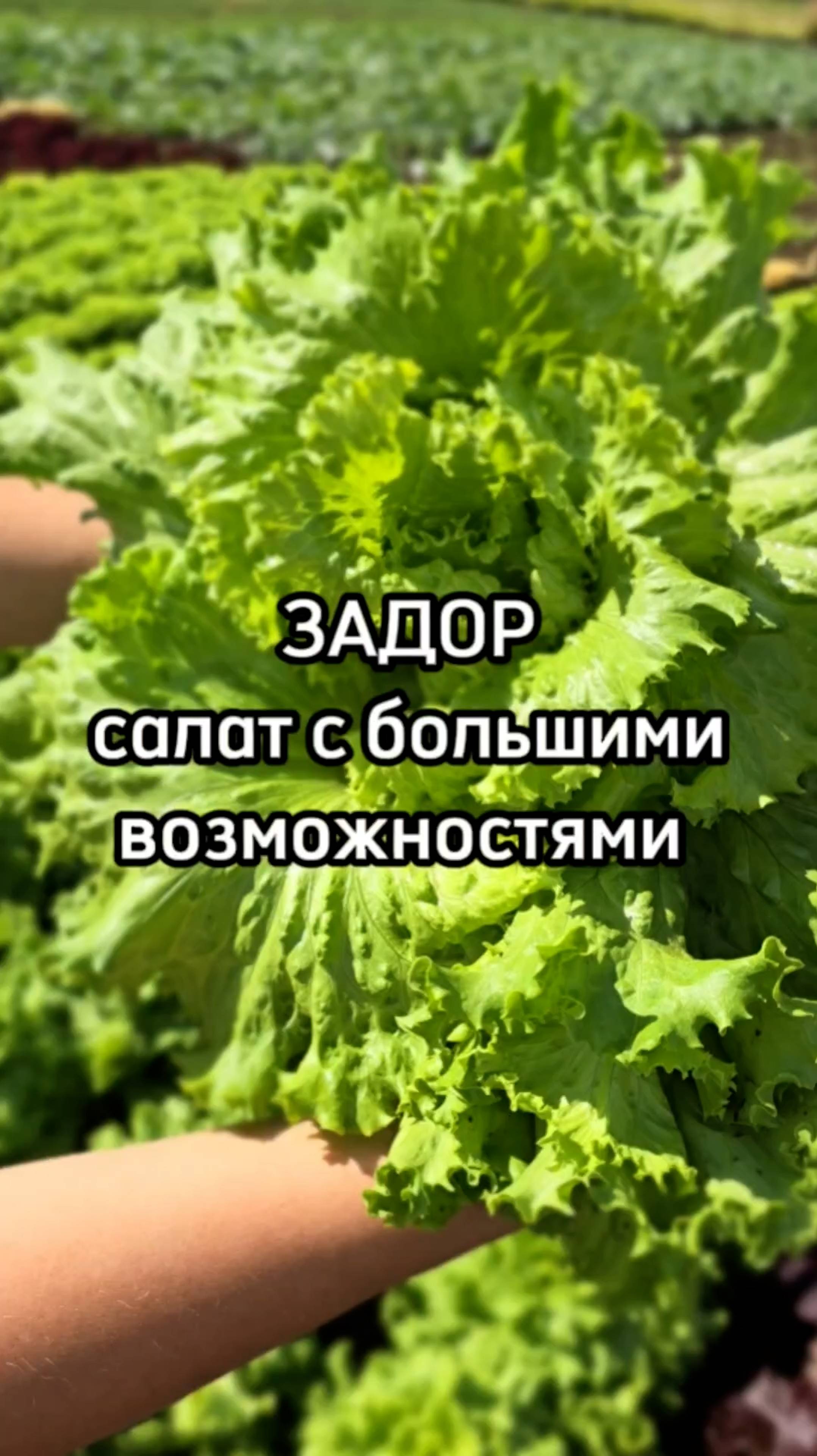 Зеленые культуры