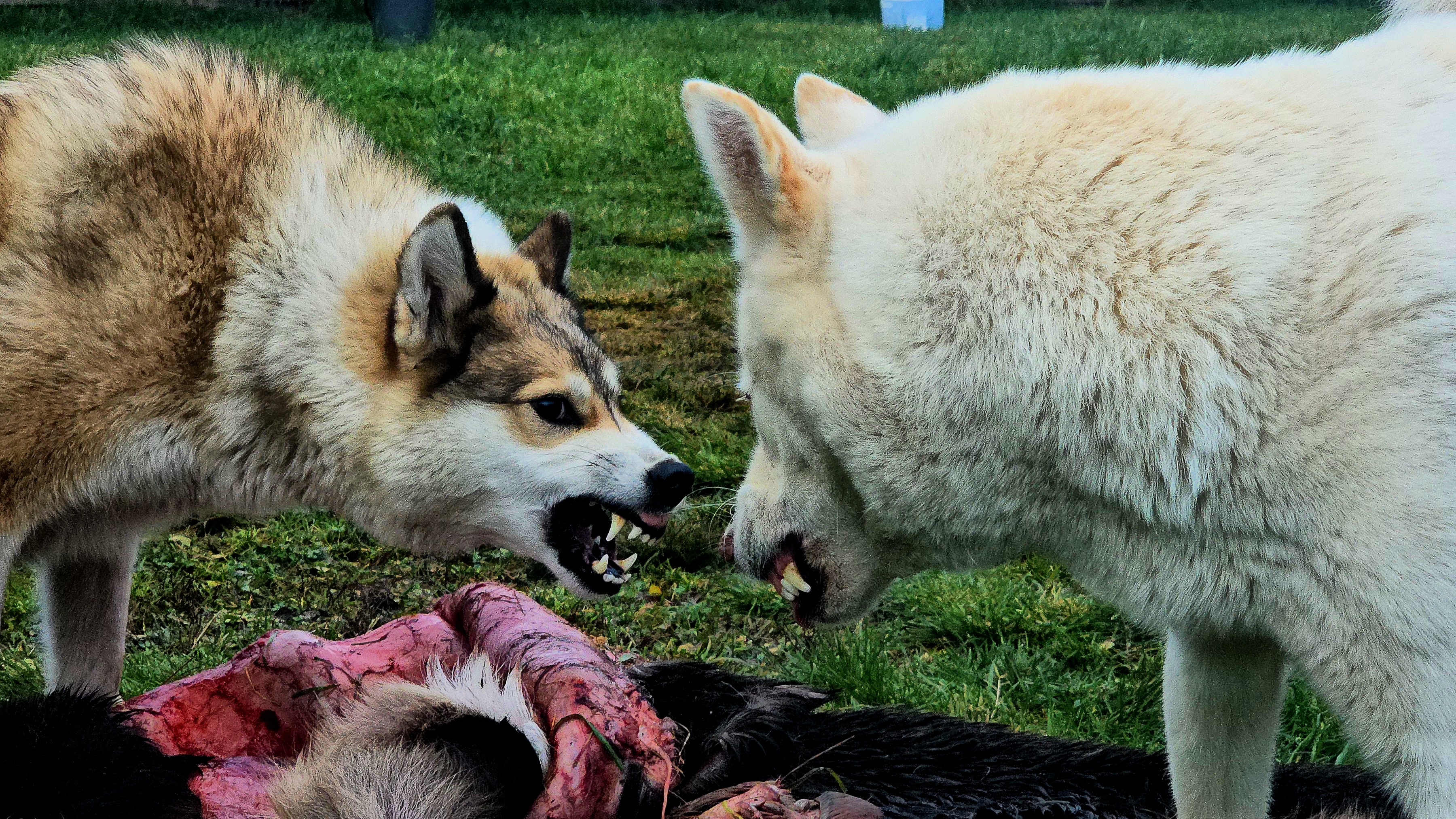 Вкусняшки и кормление лаек