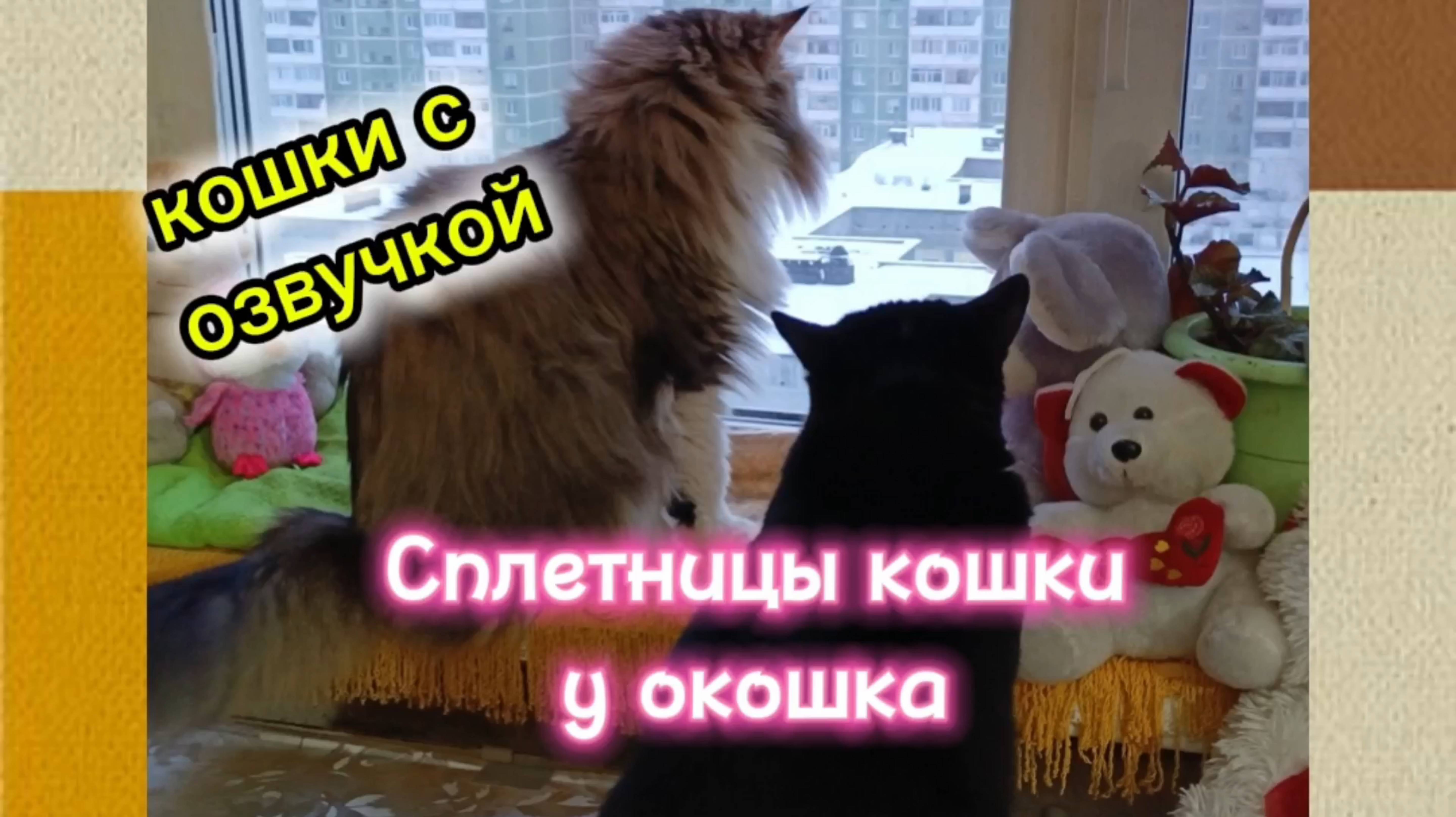 Анекдот дня от кота Фили.