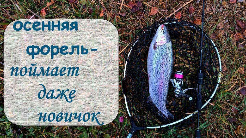Area Fishing /ловля прудовой форели