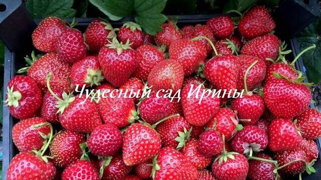 Земляника садовая крупноплодная
