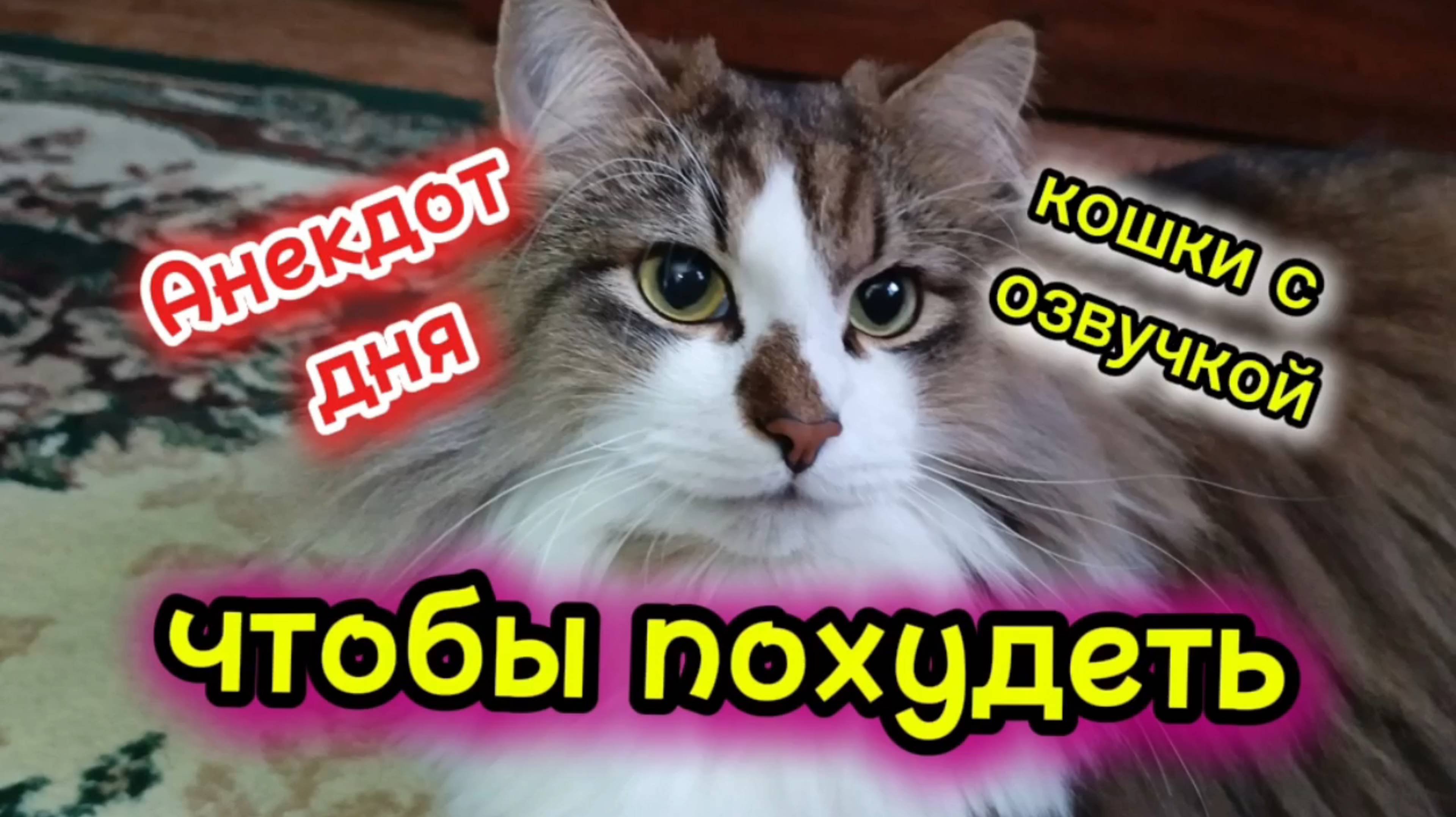 Анекдот дня от кота Фили.