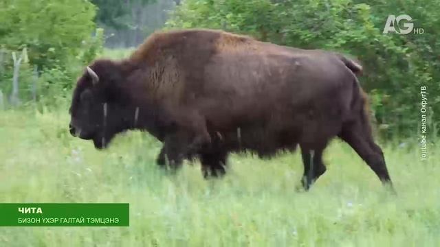 “Дэлхийн төв”/″Середина Земли″