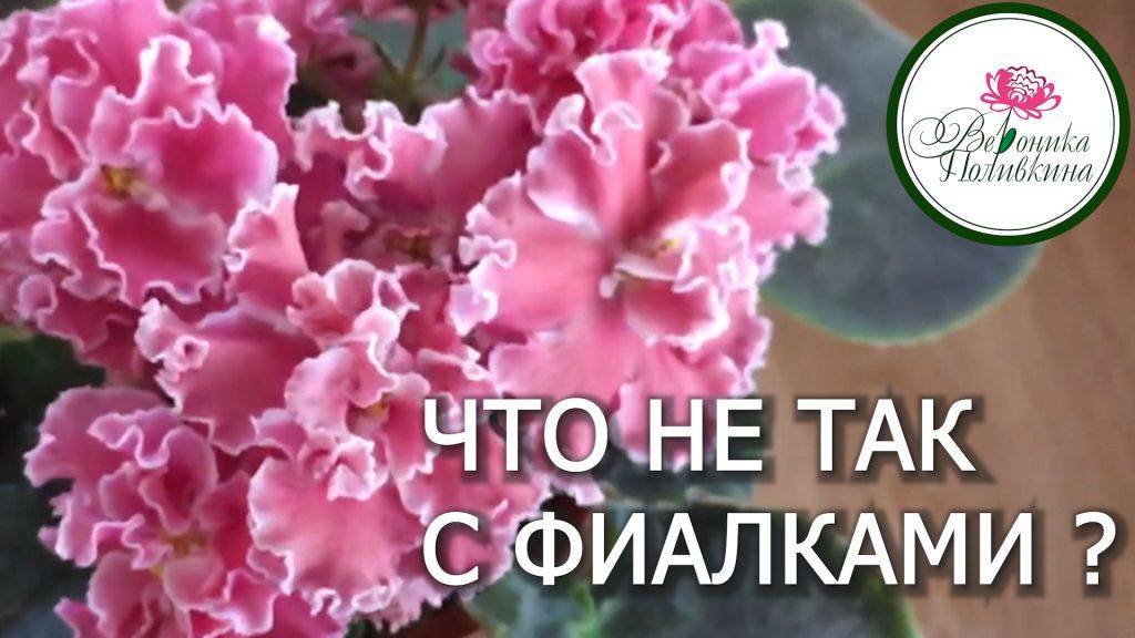 САДОВЫЕ ЦВЕТЫ
