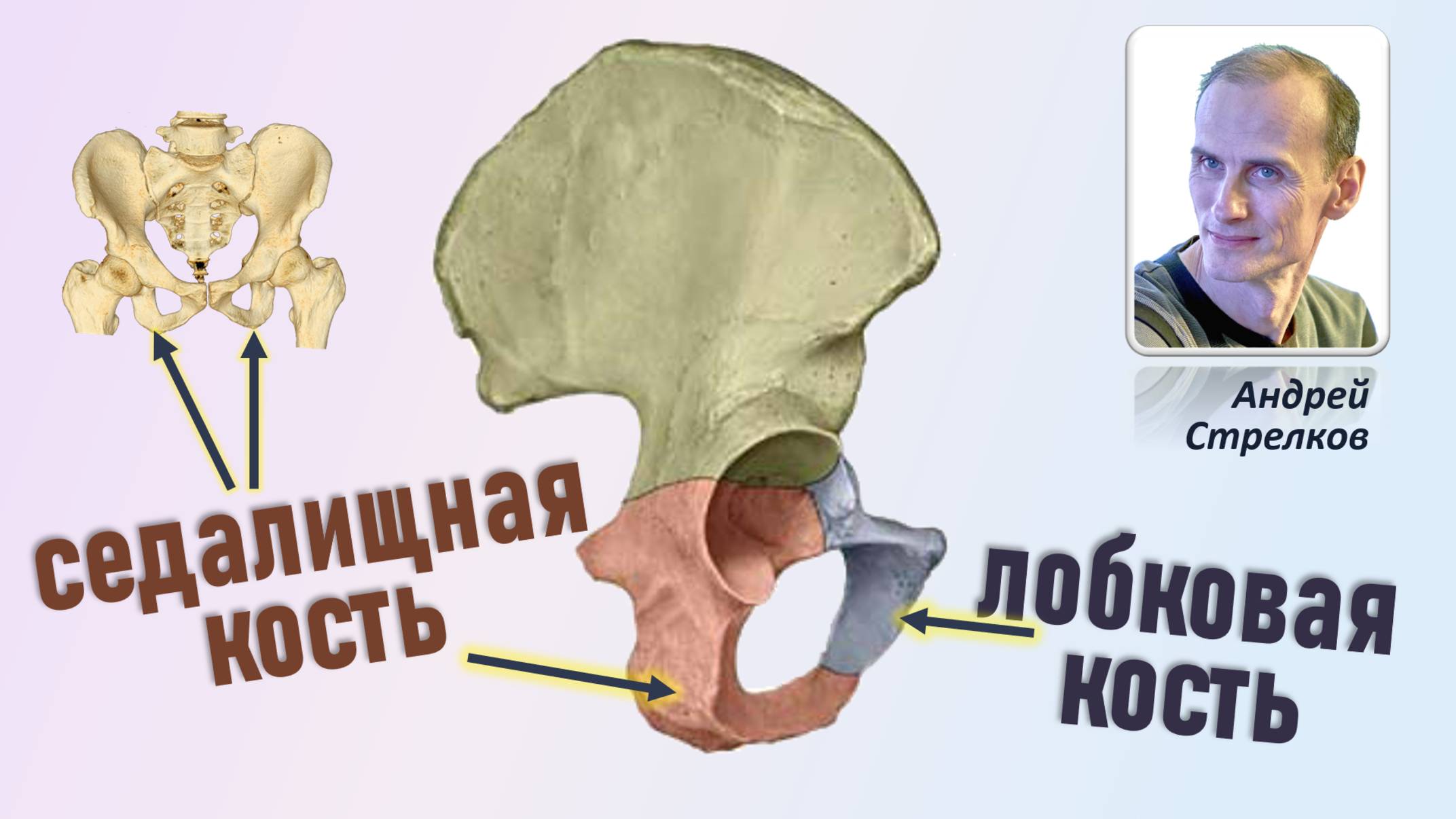 Кости верхней и нижней конечности