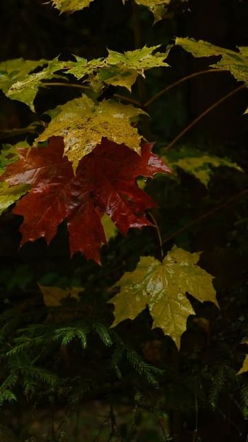 За пределами дома