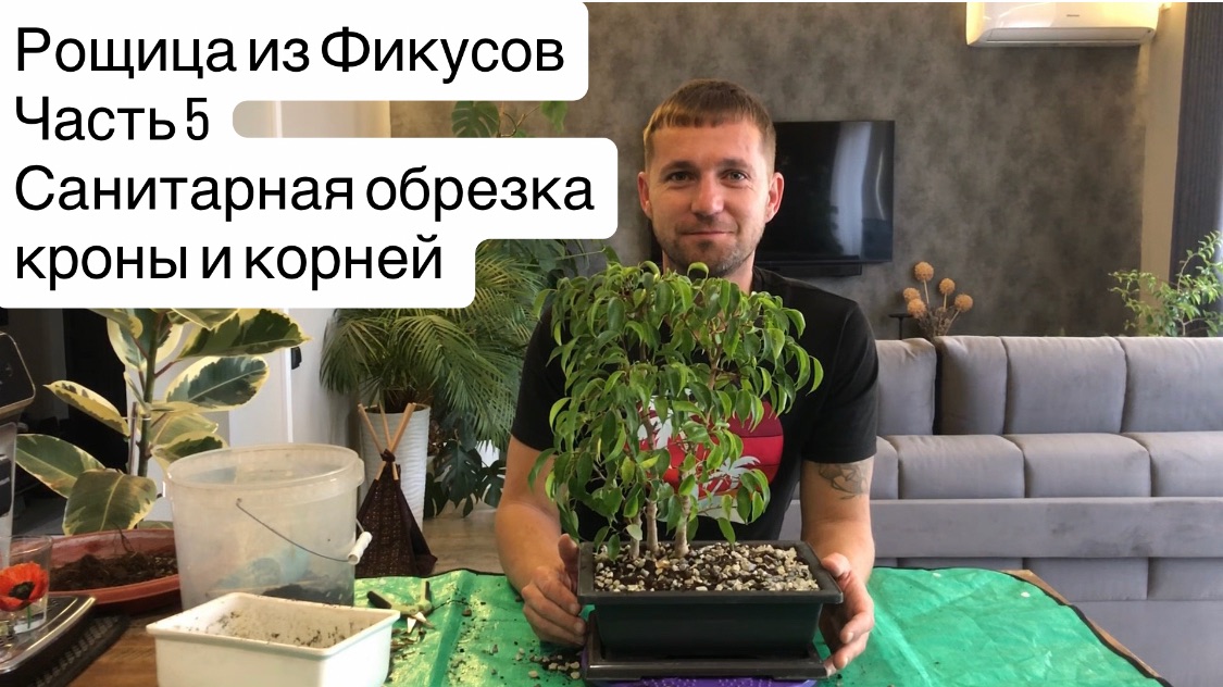 Рощица из фикусов
