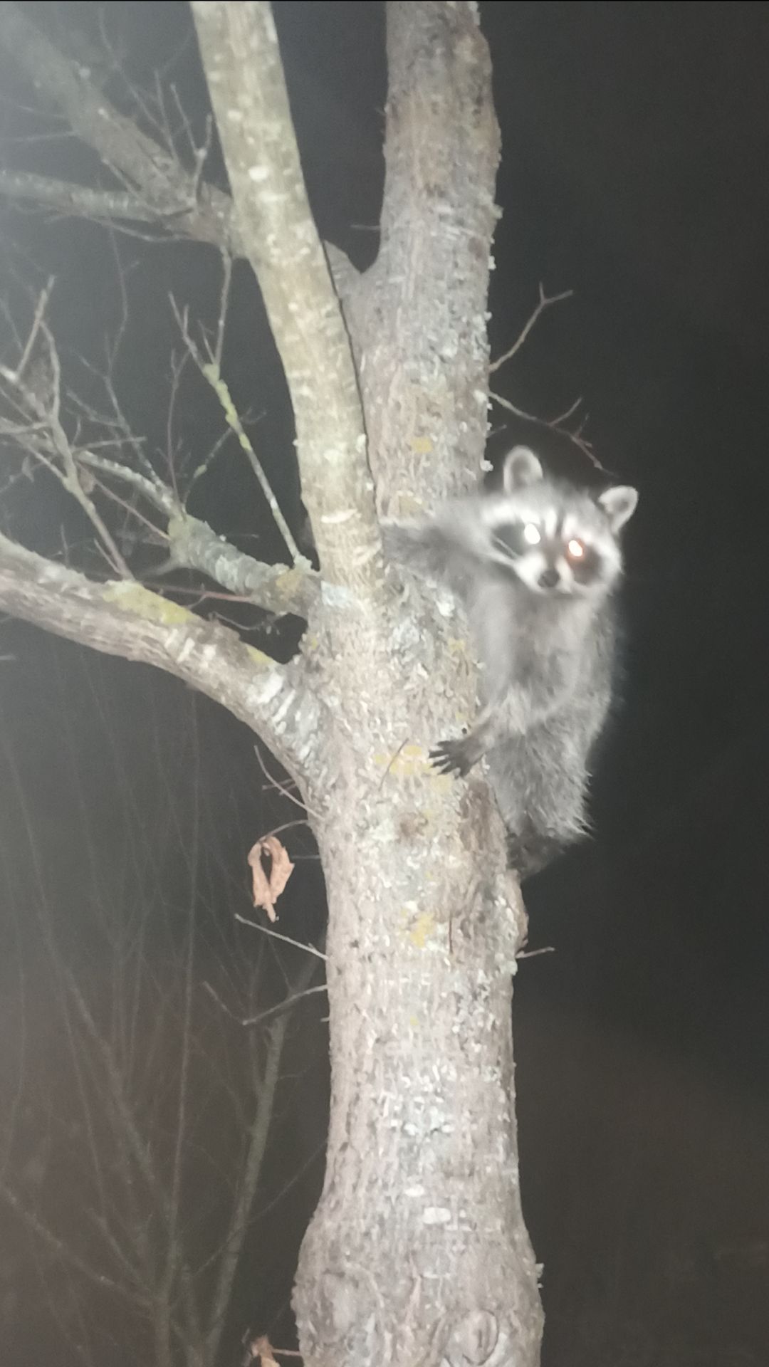 Родовые поместья России