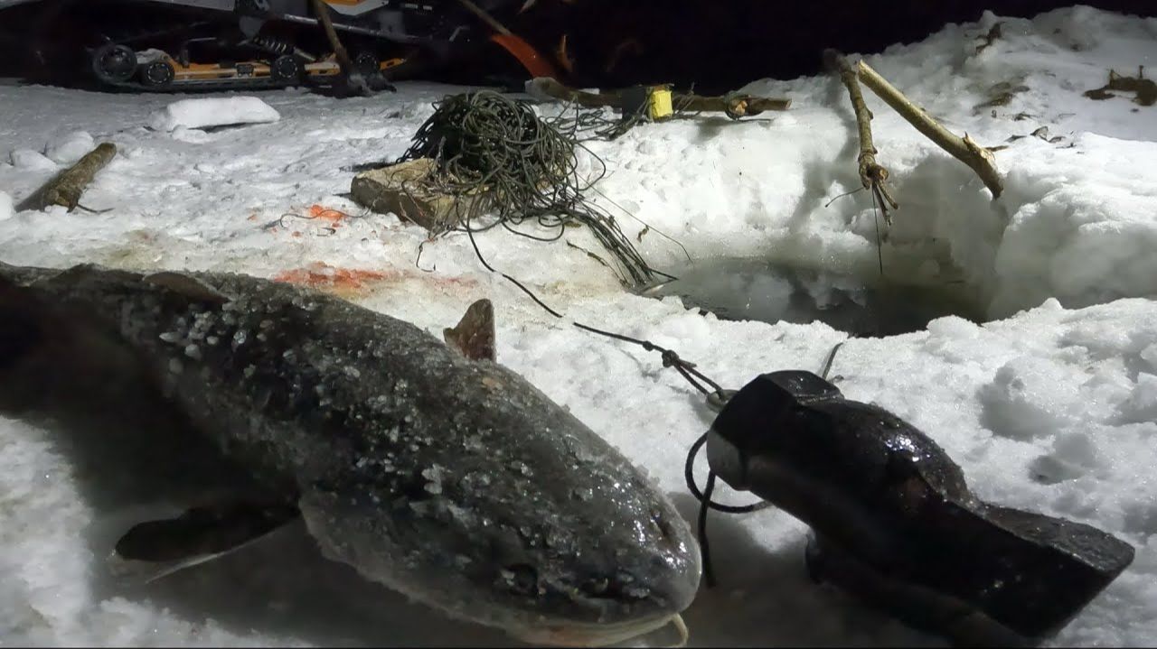 Налим 2025 - 2026