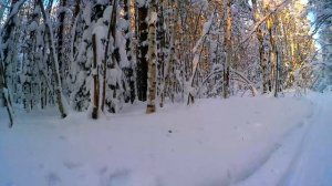 Воспитание Западно-Сибирской лайки