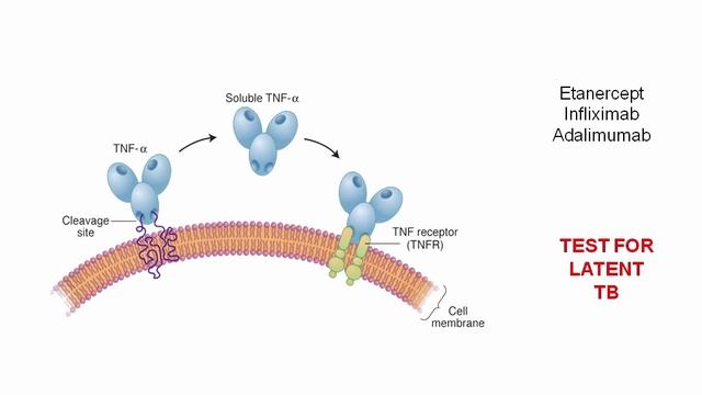 8/16 АНАТОМИЯ - (2021) USMLE RX Anatomy