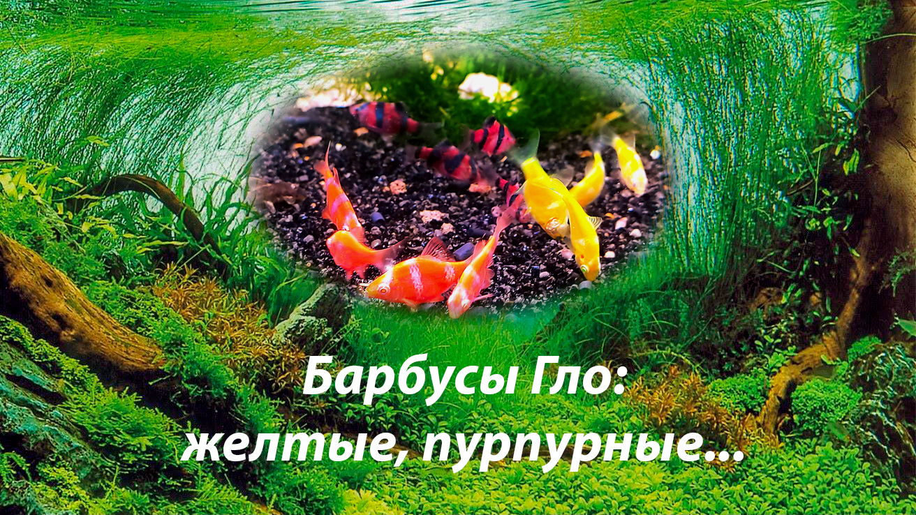 GloFish Светящиеся рыбки