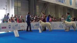 Чемпионат Мира 2016 (WDS 2016 Moscow) Пиренейская горная собака