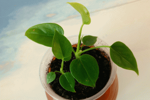 Комнатные растения, экзоты (Indoor plants, exotic plants)