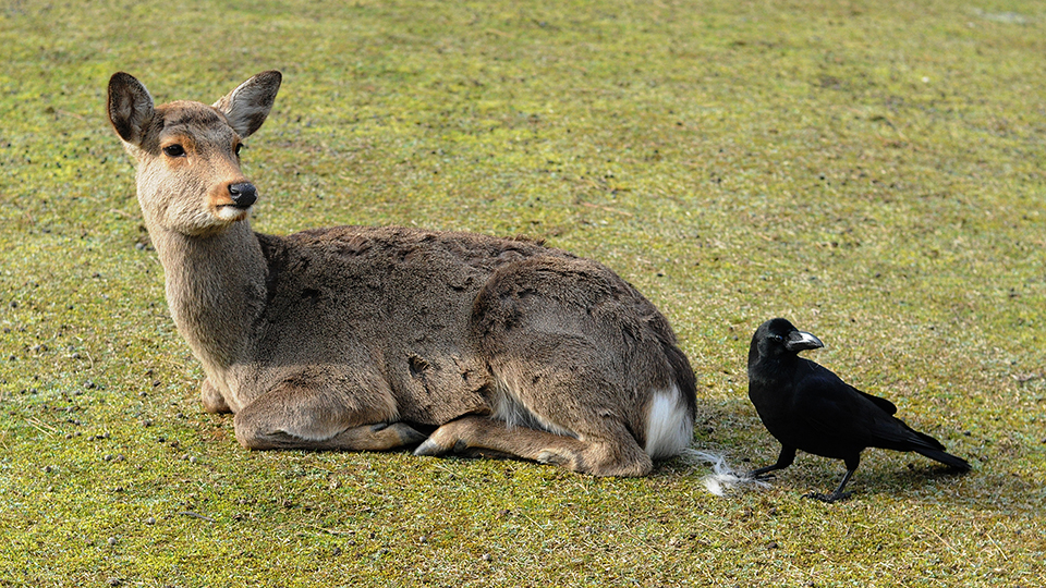 Японские зарисовки из путешествий.