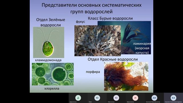 Консультация перед вступительным испытанием по биологии