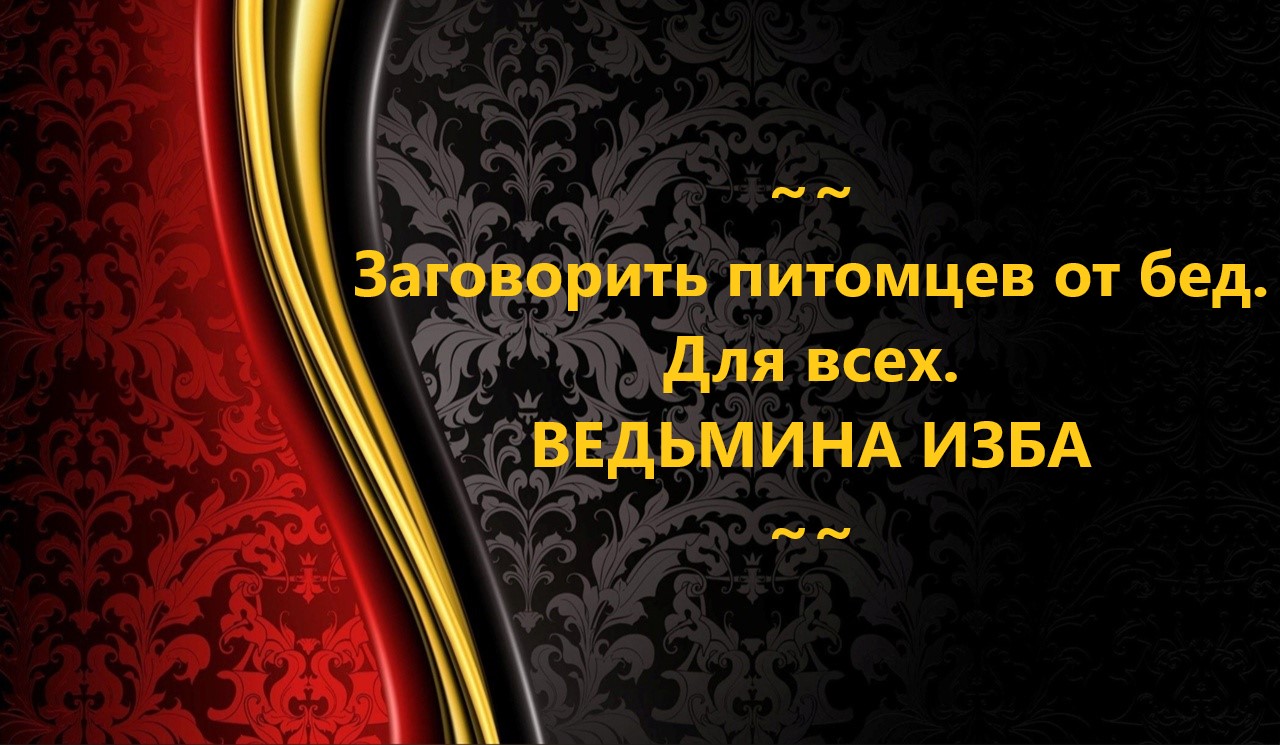 ДОМАШНИЕ ЖИВОТНЫЕ. ДЛЯ ВСЕХ. АВТОР: ИНГА ХОСРОЕВА – смотреть онлайн все 5  видео от ДОМАШНИЕ ЖИВОТНЫЕ. ДЛЯ ВСЕХ. АВТОР: ИНГА ХОСРОЕВА в хорошем  качестве на RUTUBE