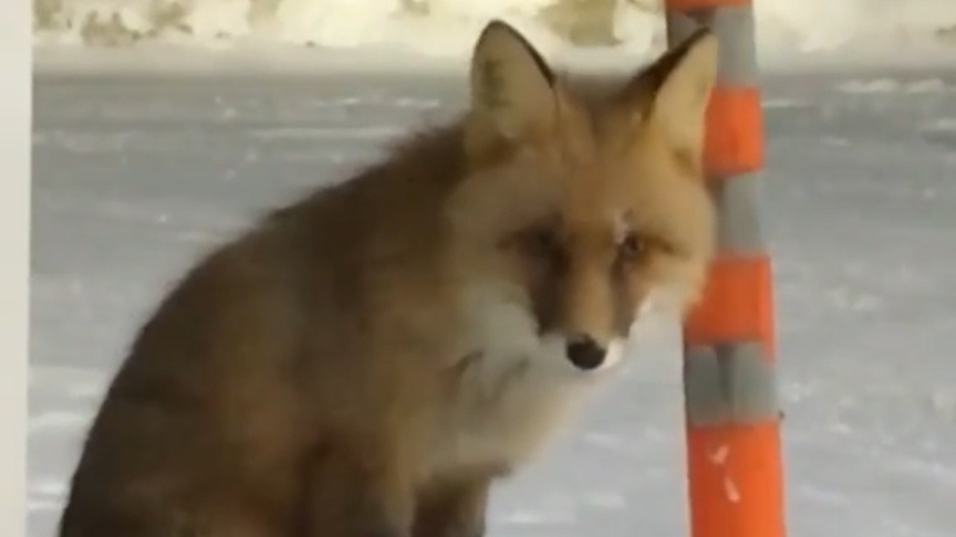 Лиса на заправке. The fox is at the gas station.