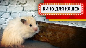 Видео для котов и кошек