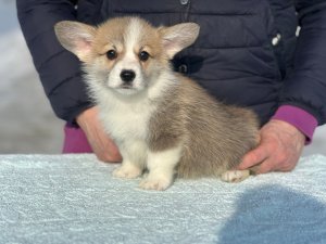 Щенки FURRY LOAF APOLLO THE MUSICIAN x ANDVOL LAMBADA