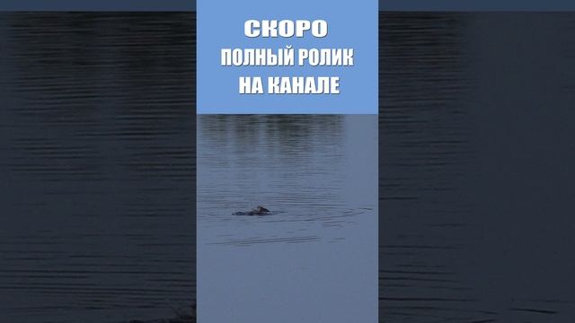 Автозагрузка фото и видео с мобильных в папку «Фотокамера» - Яндекс Диск. Справка