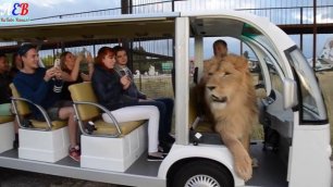 Клипы о животных Парка Львов Тайган!