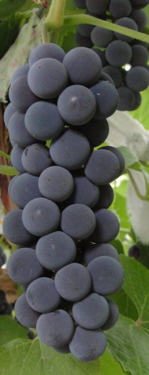 Виноград в Зауралье
