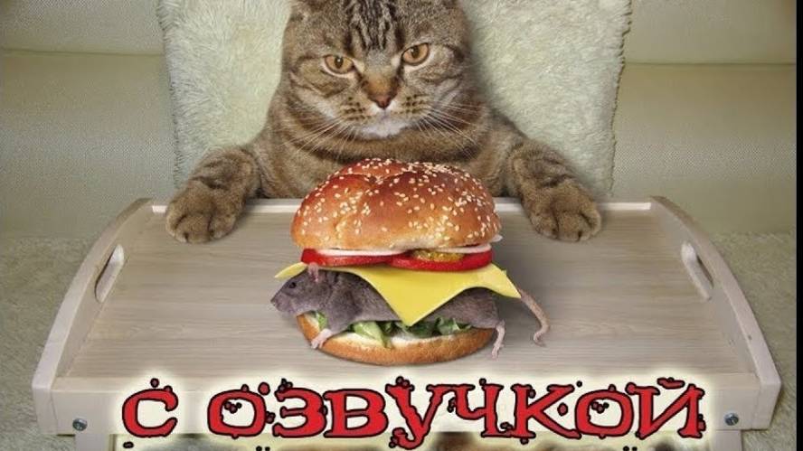 Приколы с котиками с Озвучкой