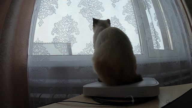 Котик Граф