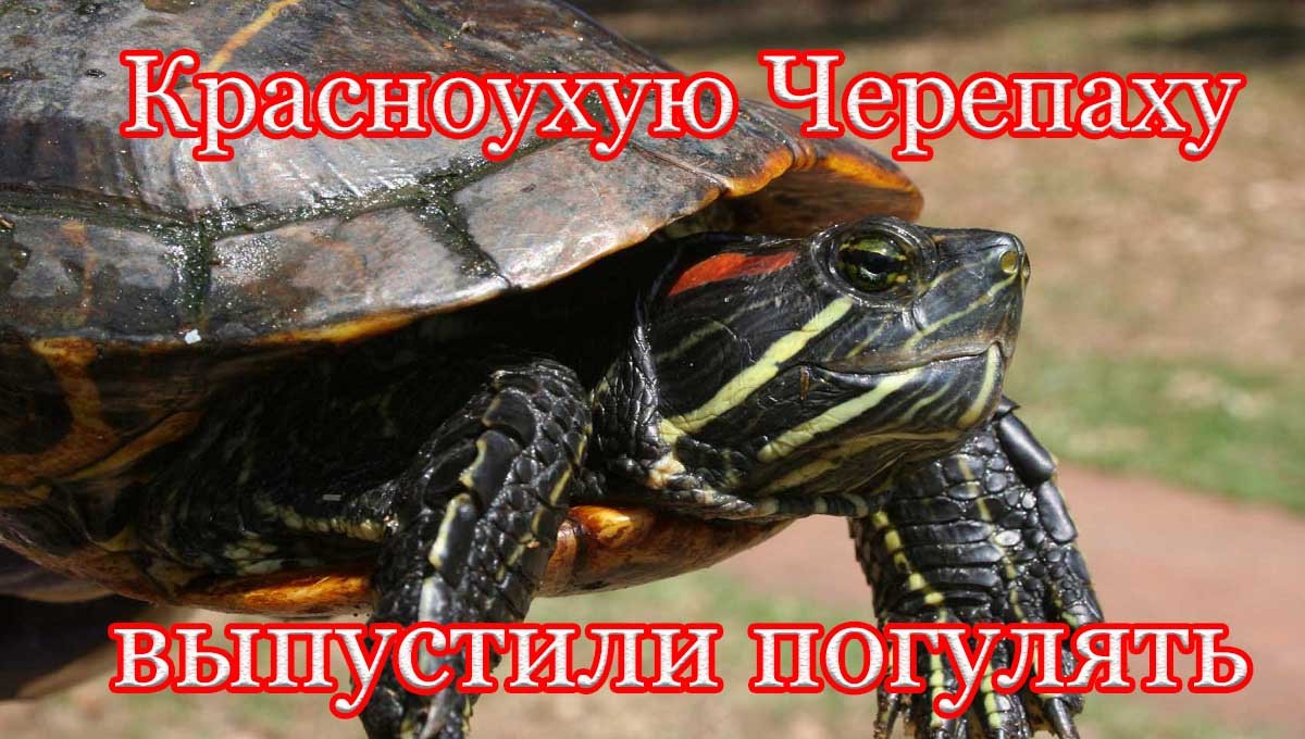 Выпустили красноухую черепаху погулять)
