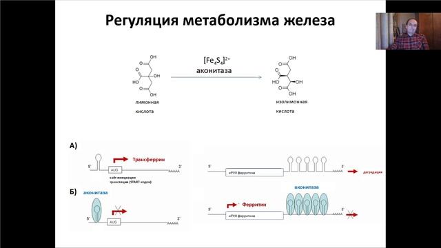 Молекулярная и клеточная биология (2021)