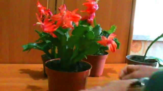 Декабрист. Рождественский кактус. Шлюмбергера – уход в домашних условиях.