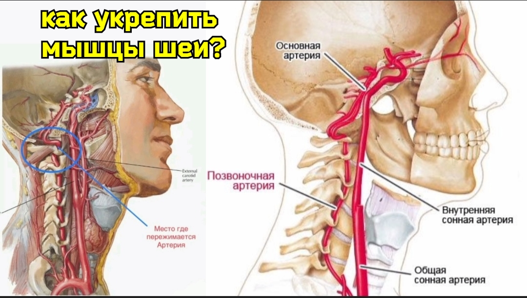 Гимнастика для шеи