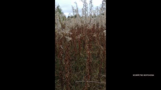 Хозяйство Воронова. Кулинария