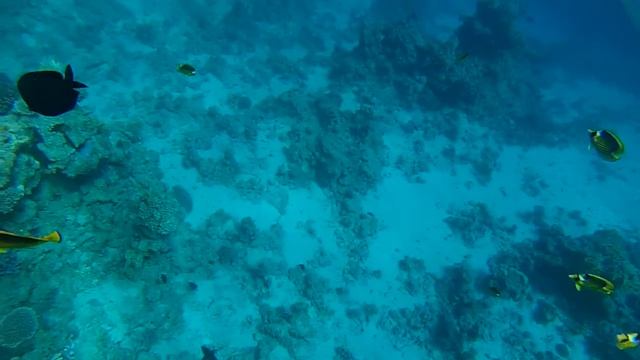 Секс под водой – реальное видео. Онлайн порно под водой