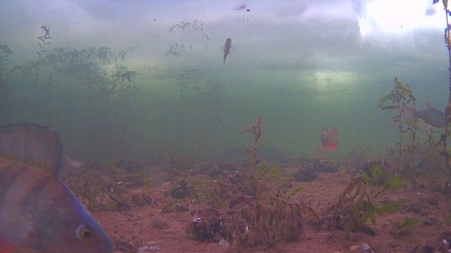 Как клюет карп под водой: смотрите видео с уловом