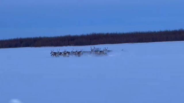 охота и рыбалка Якутия