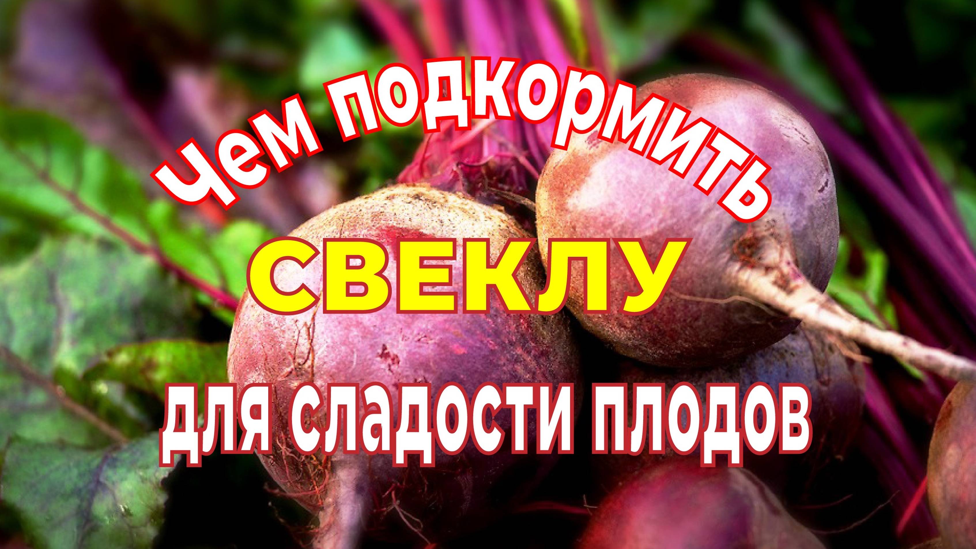 СВЕКЛА