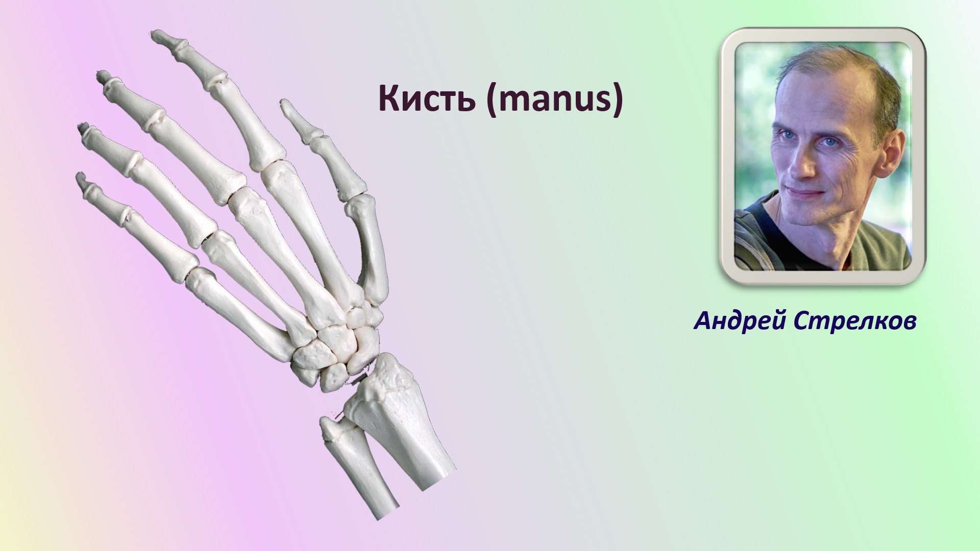 Кости верхней и нижней конечности