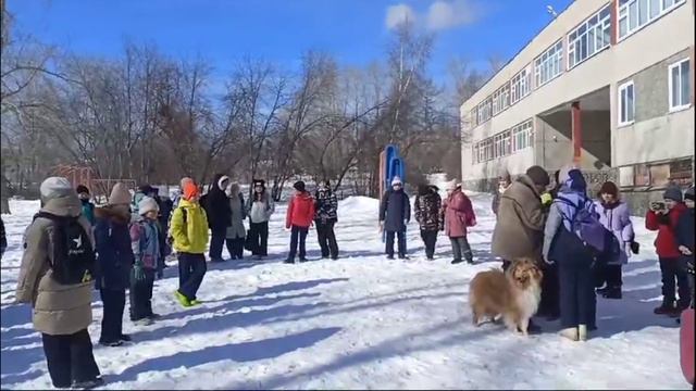 Лапы и Хвосты