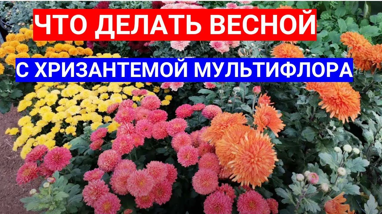 ХРИЗАНТЕМЫ